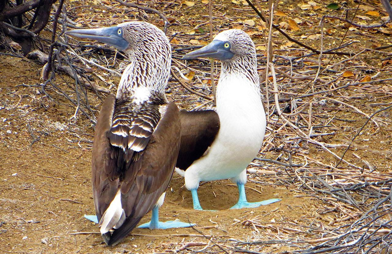 piqueros patas azules | Living Ecuador Travel